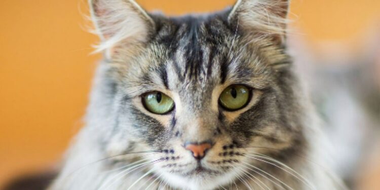 What Is 'Cat In Blender Video On Twitter'? Here's the Original Footage ...